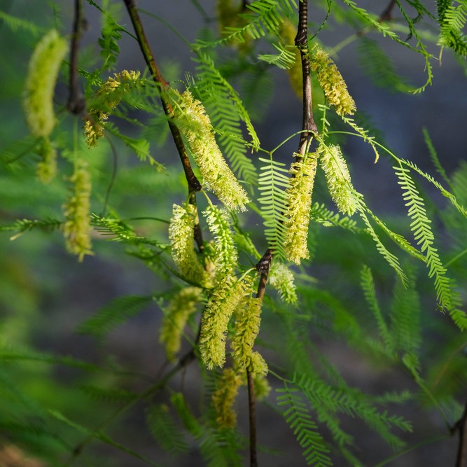 Prosopis glandulosa - PictureThis