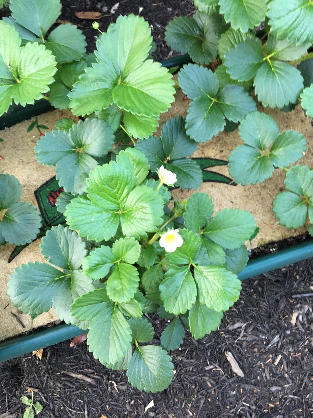 Fragaria × ananassa 'Seascape' Flower, Leaf, Uses - PictureThis
