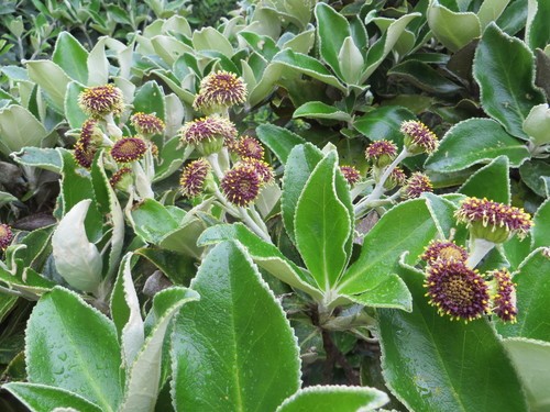 Daisy-bush (Olearia) - PictureThis