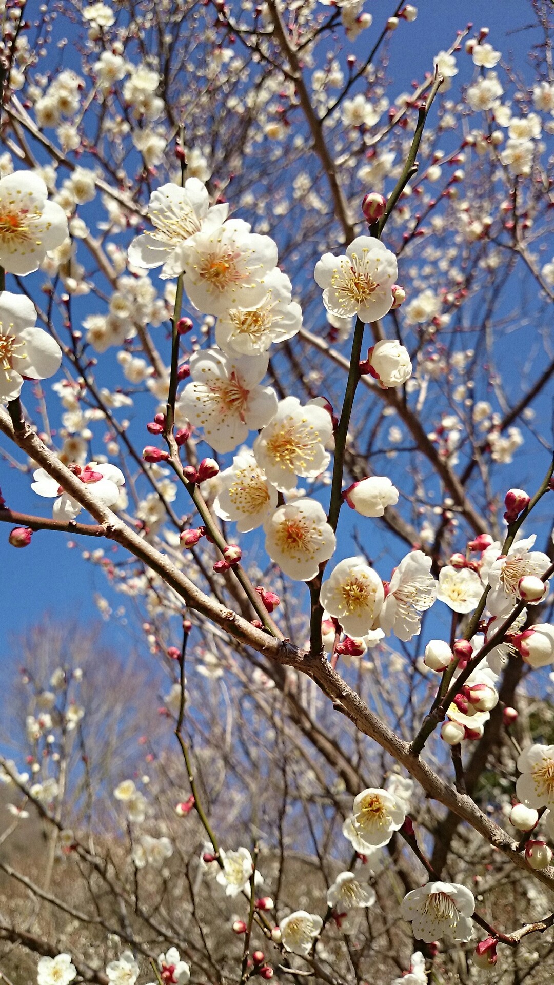Prunus mume (Prunus mume) - PictureThis