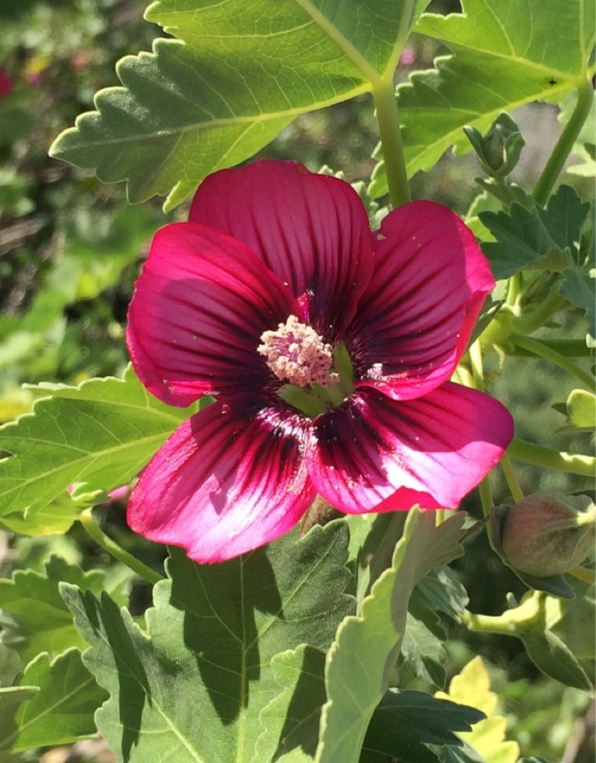 Malva assurgentiflora (Malva assurgentiflora) - PictureThis