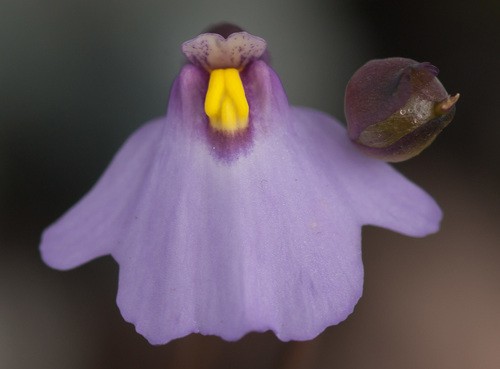 Utricularia barkeri - PictureThis