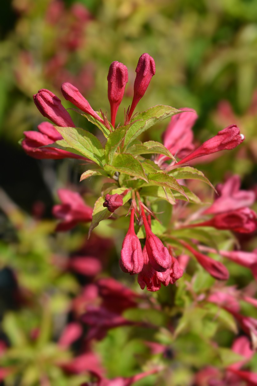 Weigela florida 'Red Prince' - PictureThis