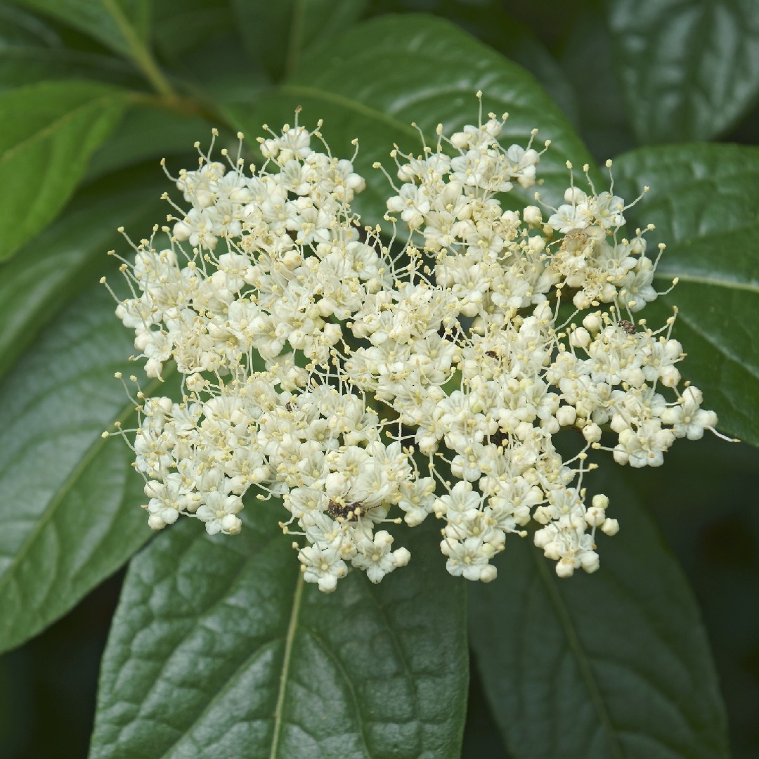 Viburnum nudum - PictureThis