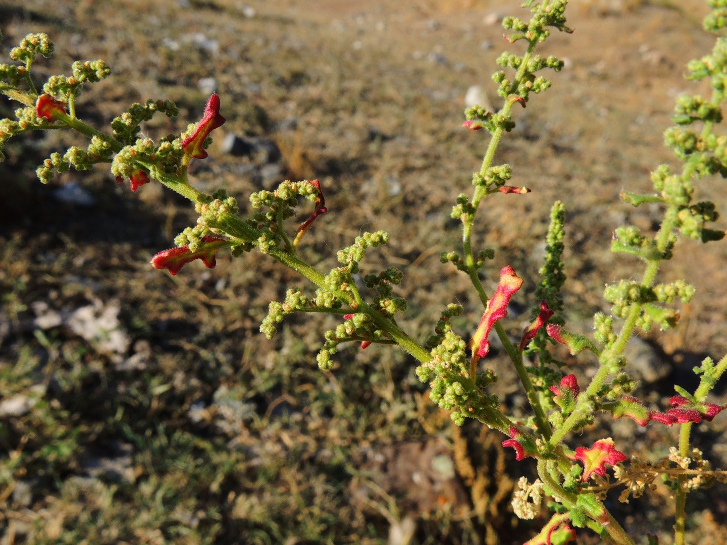 Jerusalem oak goosefoot (Dysphania botrys) Flower, Leaf, Uses - PictureThis