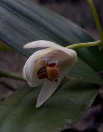 Cryptochilus roseus - PictureThis