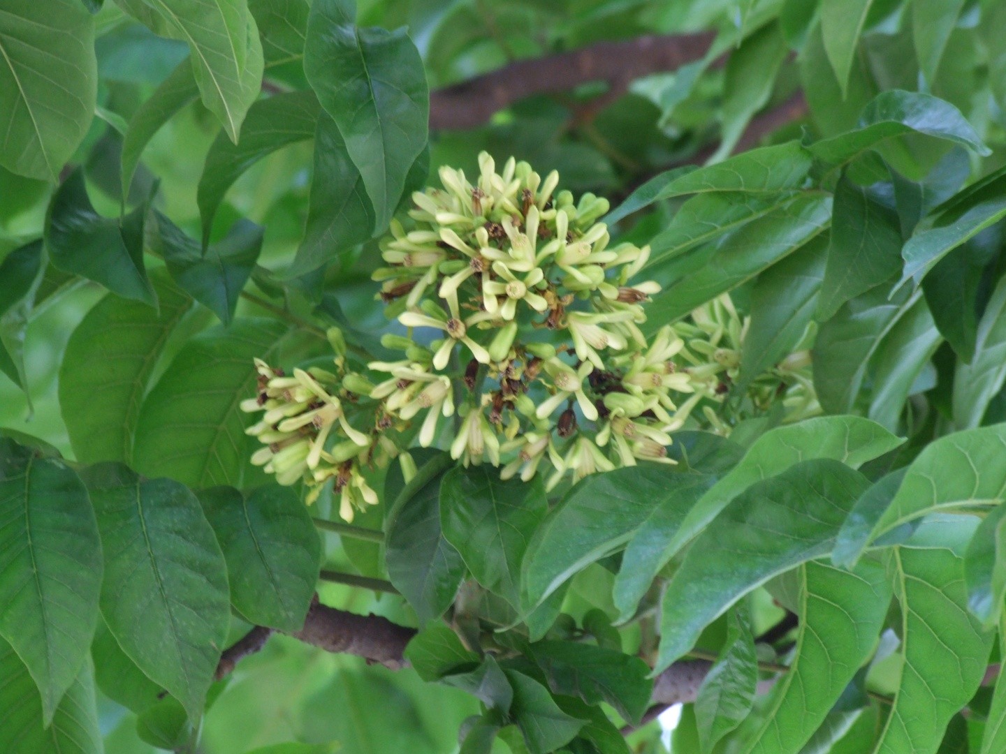 Chukrasia tabularis - PictureThis