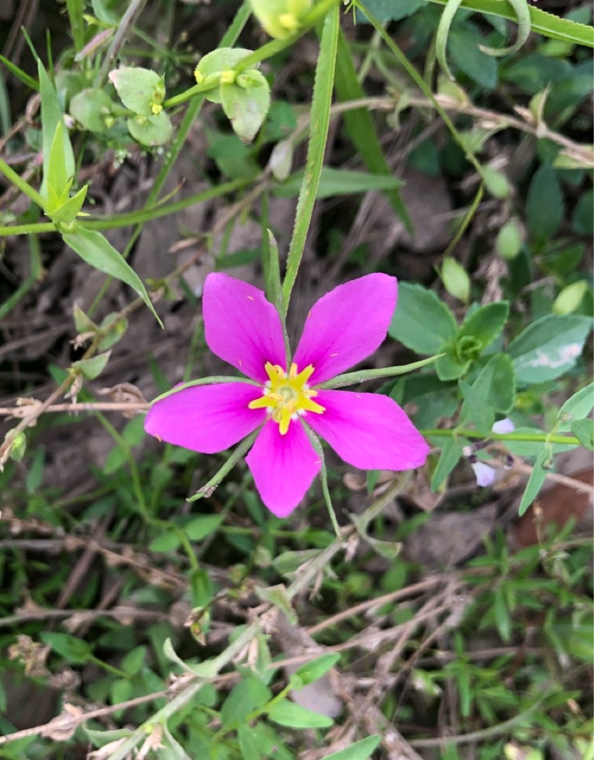 Sabatia campestris - PictureThis
