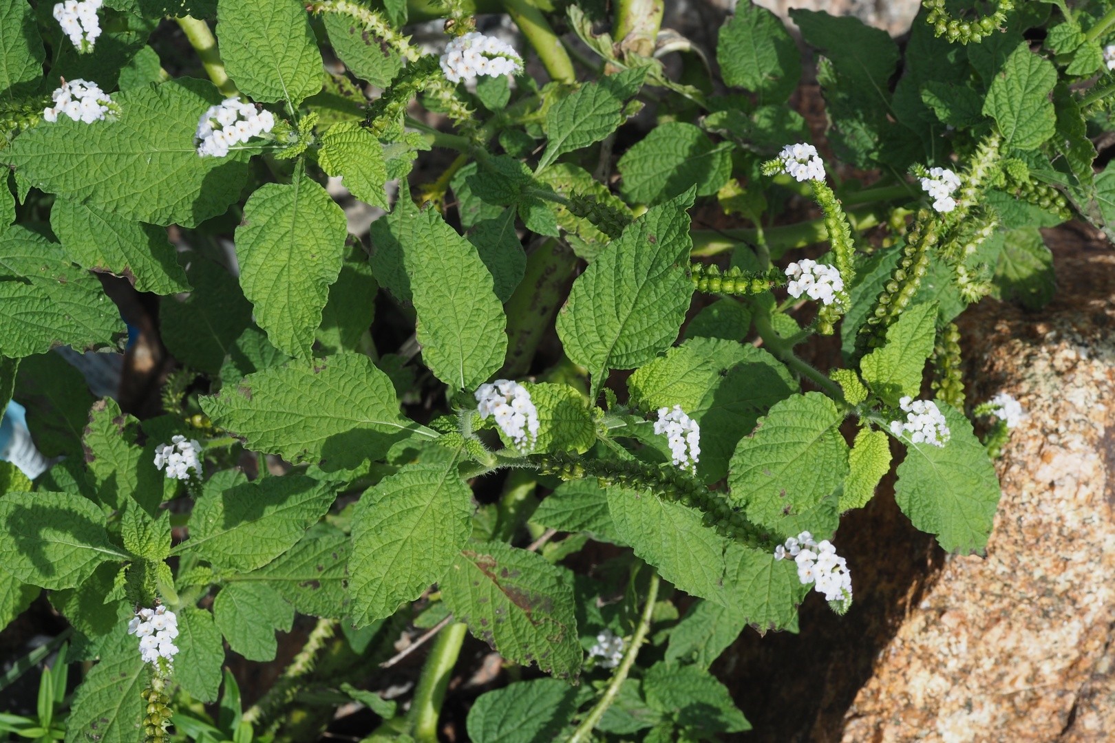 What does a turnsole symbolize? - PictureThis