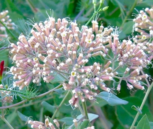 Salpianthus - PictureThis