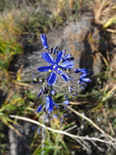 Azulillo (Pasithea caerulea) - PictureThis