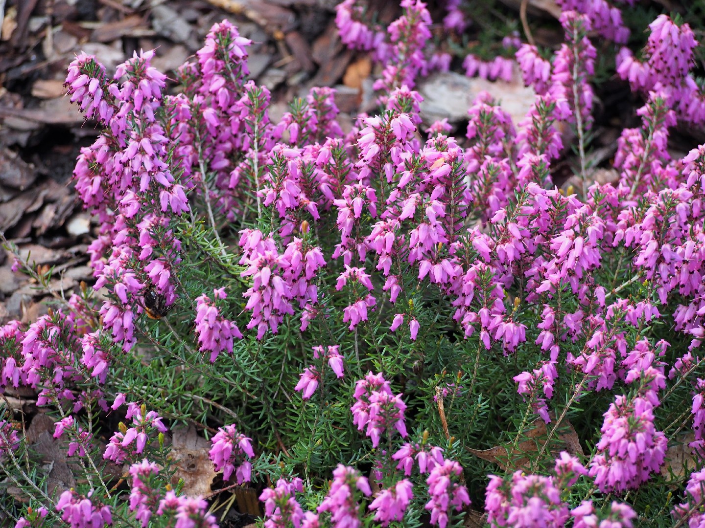 PictureThis Erica Carnea Erica Carnea PictureThis Erica Carnea Erica Carnea