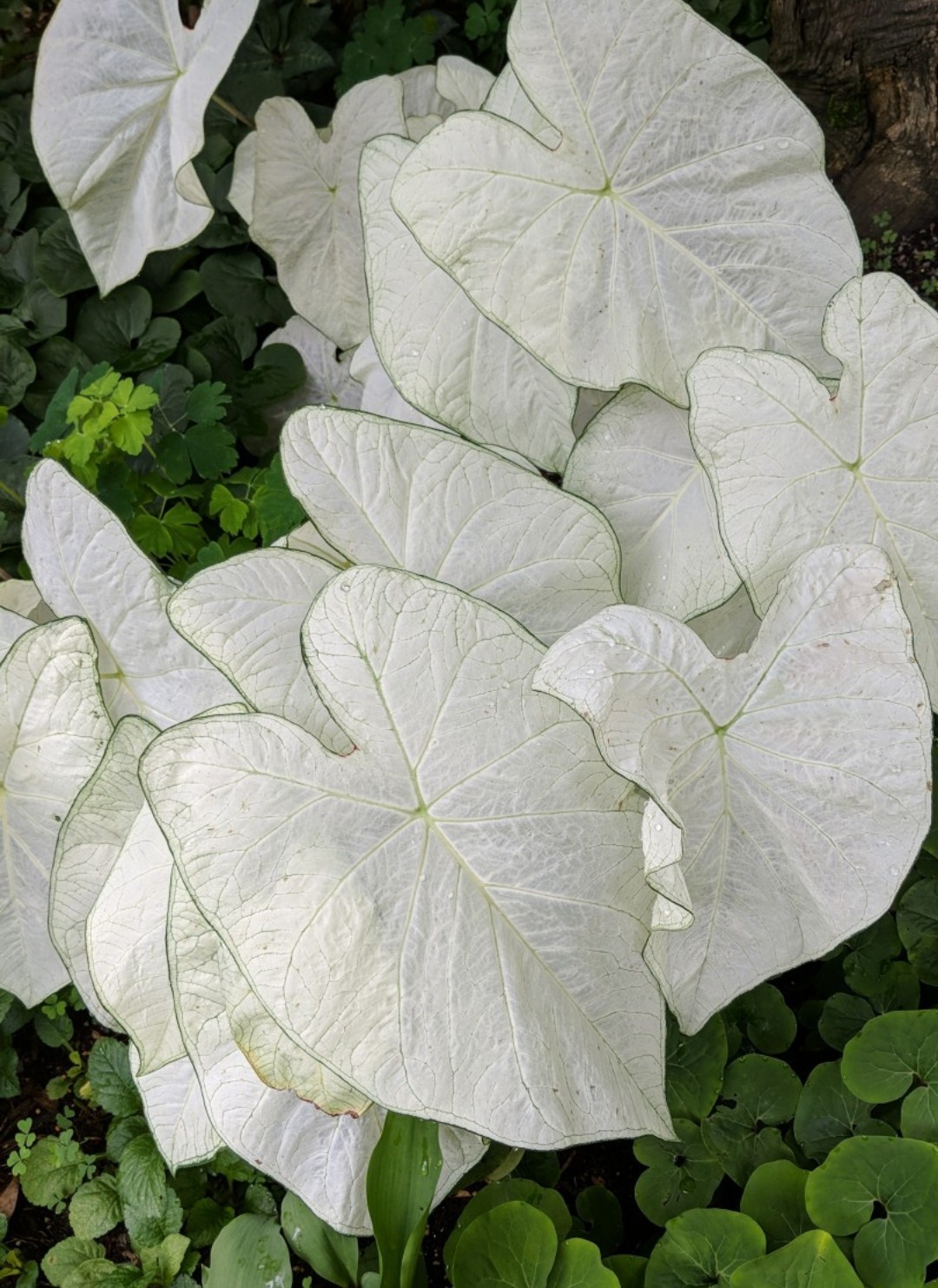 Caladium bicolor 'June Bride' - PictureThis