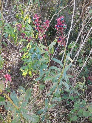 Clerodendrum indicum - PictureThis