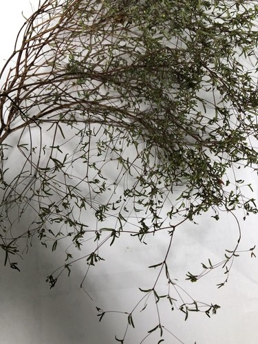 Euphorbia gracillima - PictureThis