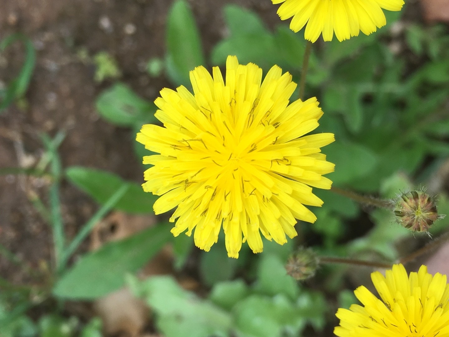 Crepis sancta - PictureThis