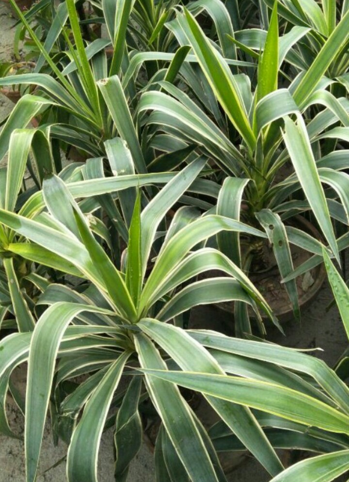 Yucca filamentosa 'Variegata' 花言葉，学名，よくある質問 - PictureThis