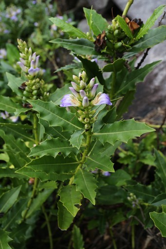 Pokok Jeruju Putih (Acanthus ilicifolius) - PictureThis
