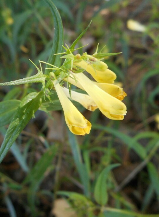 Melampyrum pratense - PictureThis