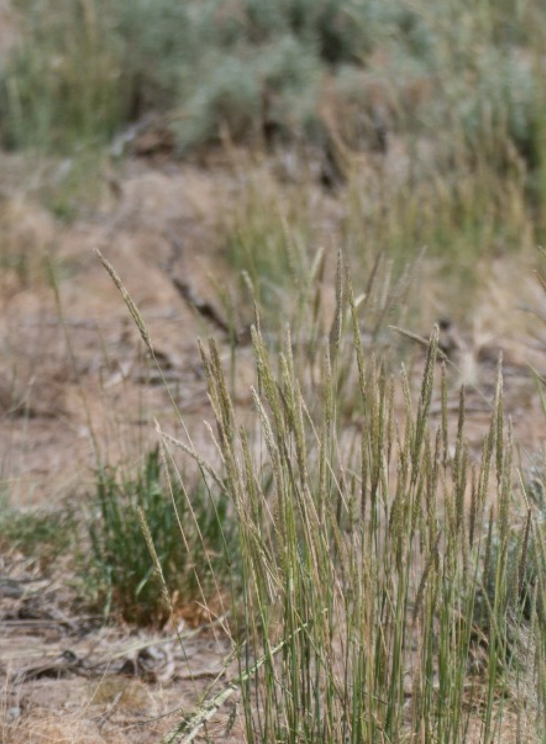 Sporobolus contractus - PictureThis