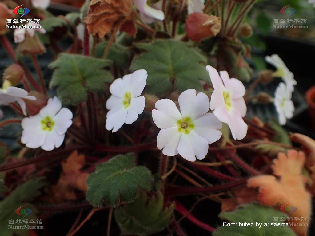 Primula sinensis - PictureThis