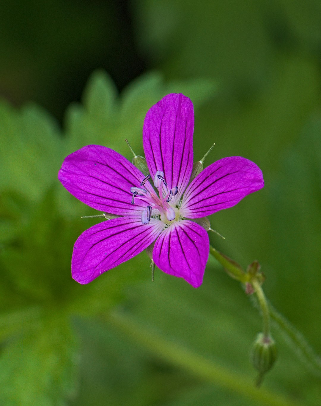 Geranium palustre (Geranium palustre) - PictureThis