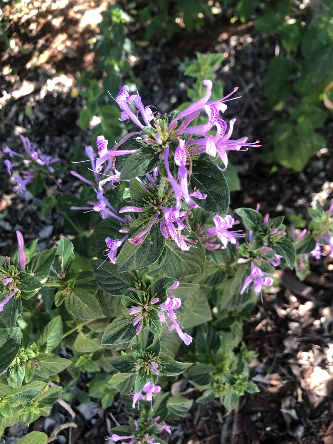 Hypoestes aristata (Hypoestes aristata) - PictureThis
