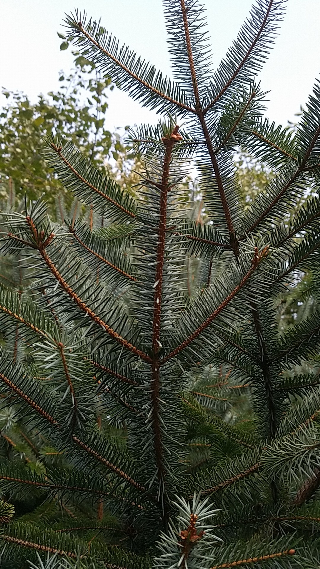 Picea likiangensis - PictureThis
