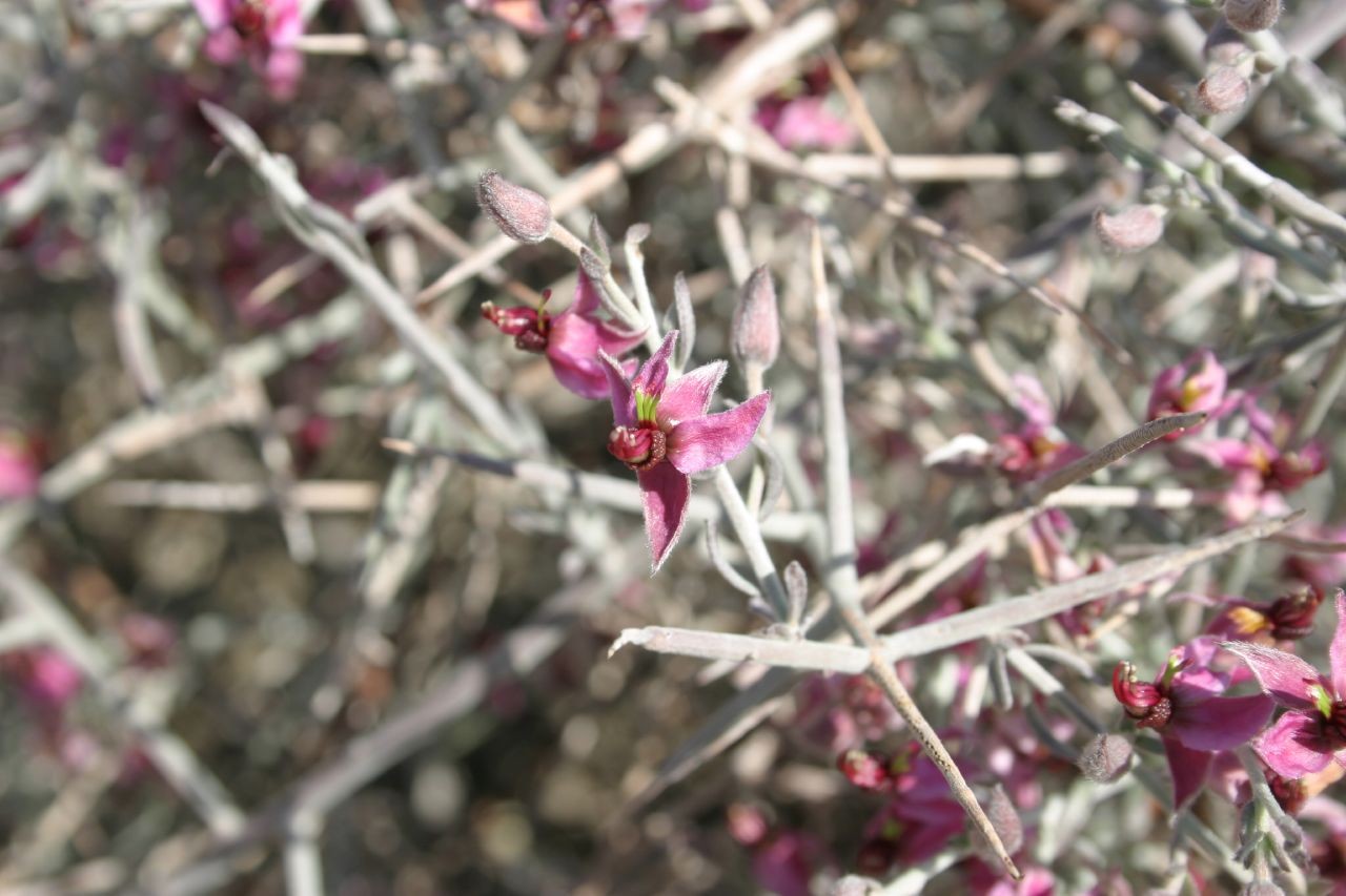 Krameria erecta - PictureThis