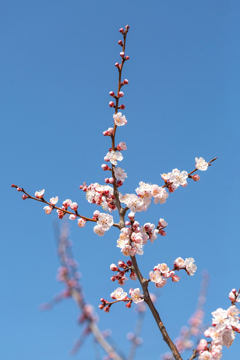 Prunus sibirica - PictureThis