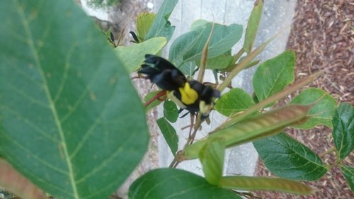 Kennedia nigricans - PictureThis