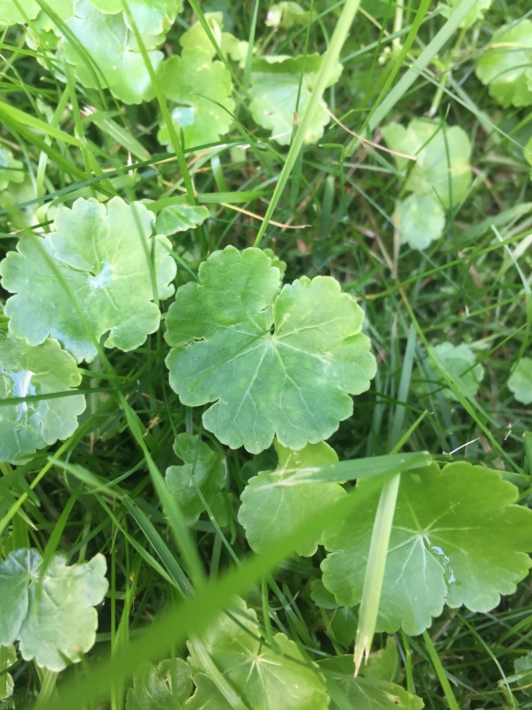 Hydrocotyle americana - PictureThis