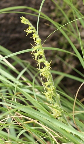 Holothrix incurva - PictureThis