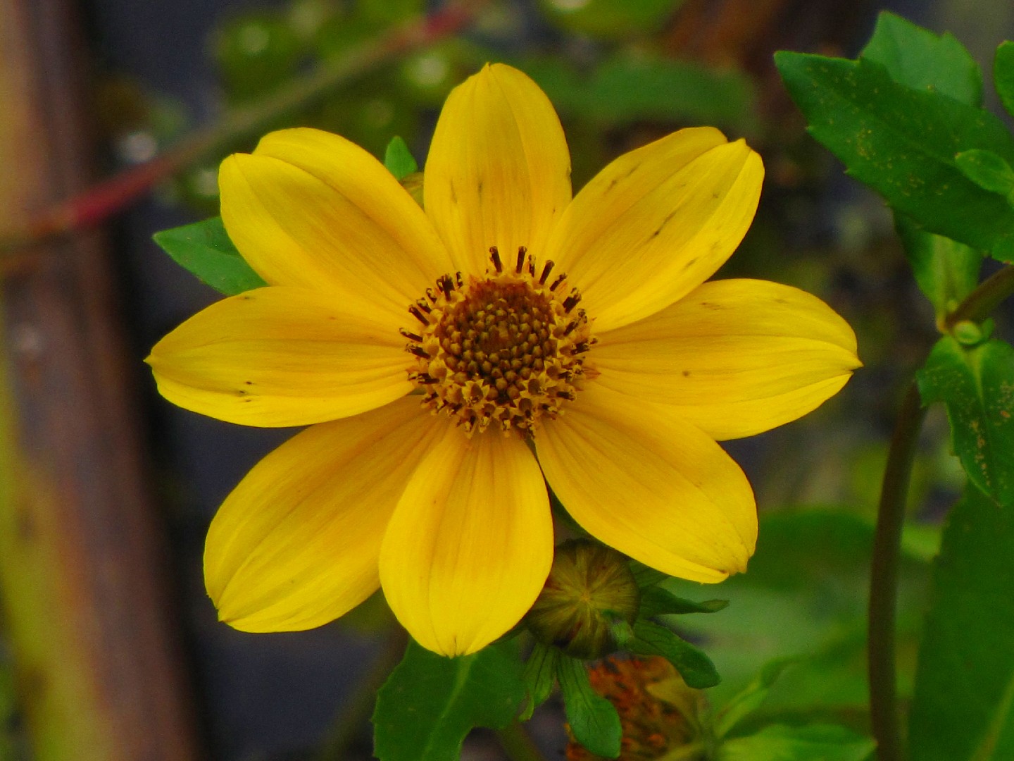 Bidens laevis - PictureThis