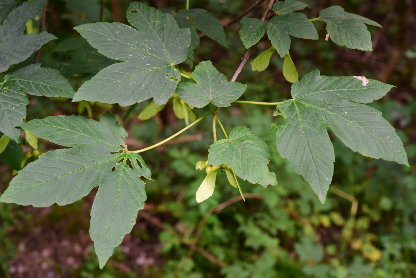 What is the spiritual meaning of sycamore tree? - PictureThis