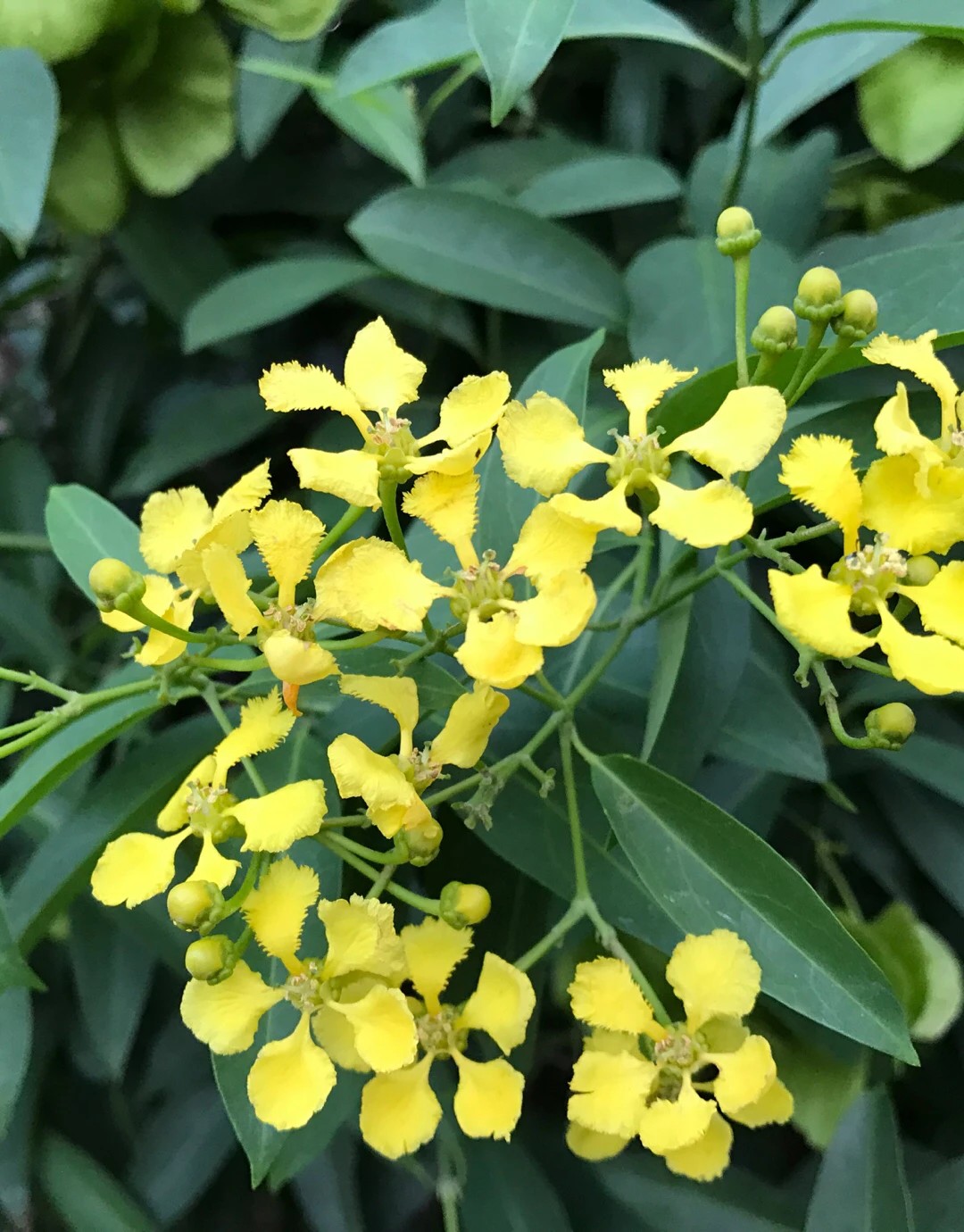 Callaeum macropterum - PictureThis