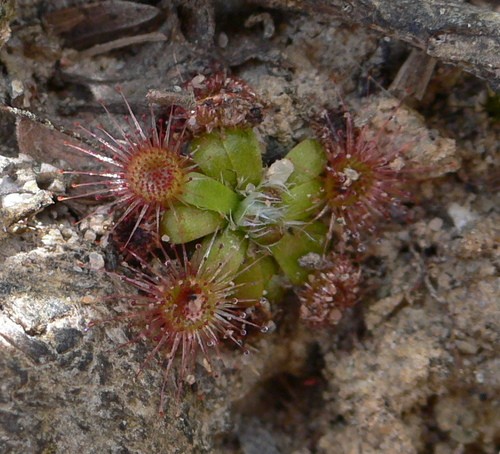 Drosera pulchella - PictureThis