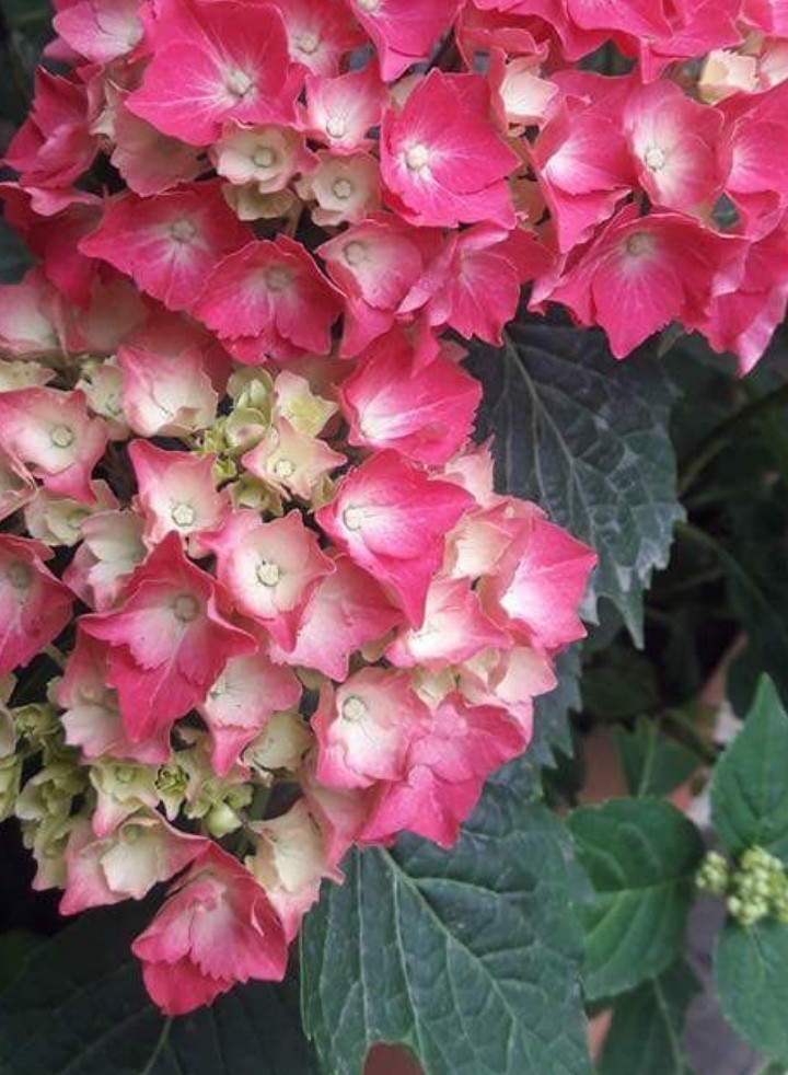 Hydrangea macrophylla 'Black Steel Zambia' - PictureThis