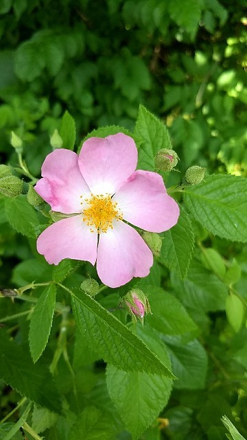 Harsh downy rose (Rosa tomentosa) Flower, Leaf, Care, Uses - PictureThis