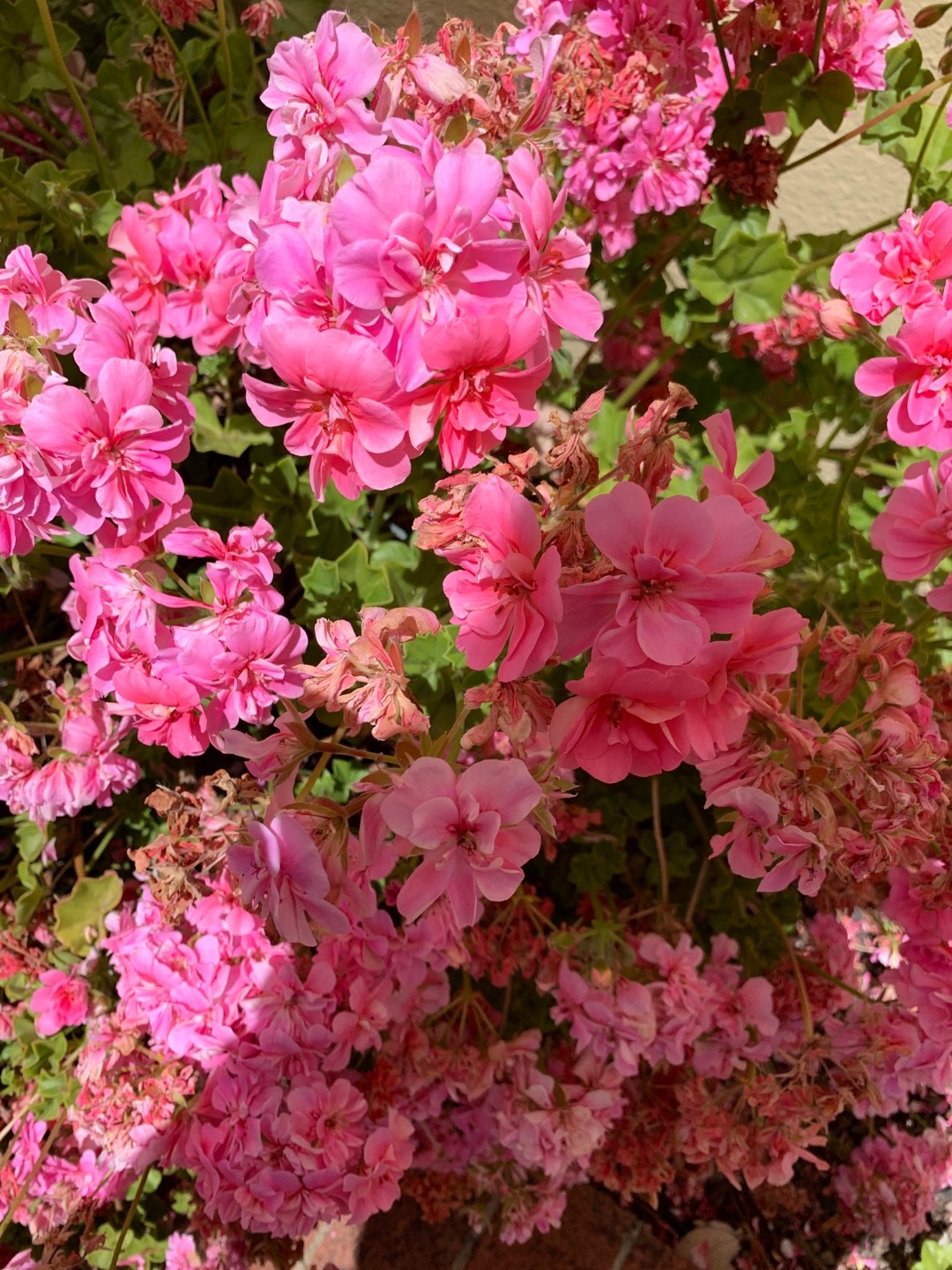 Pelargonium 'Solidor' Flower, Leaf, Care, Uses - PictureThis