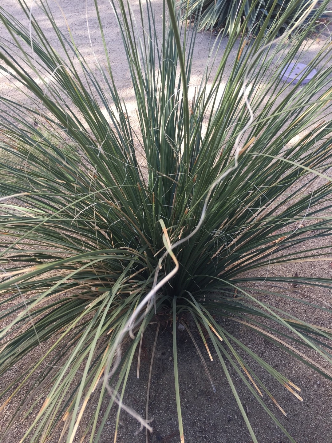 Sacahuista (Nolina microcarpa) - PictureThis