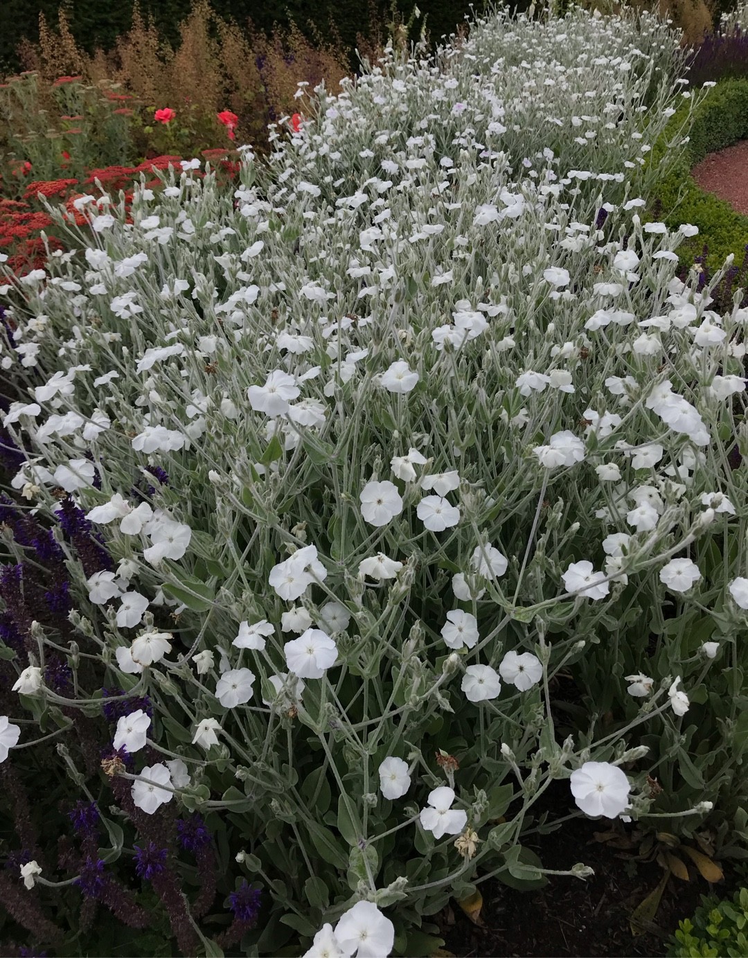Silene coronaria 'Alba' - PictureThis