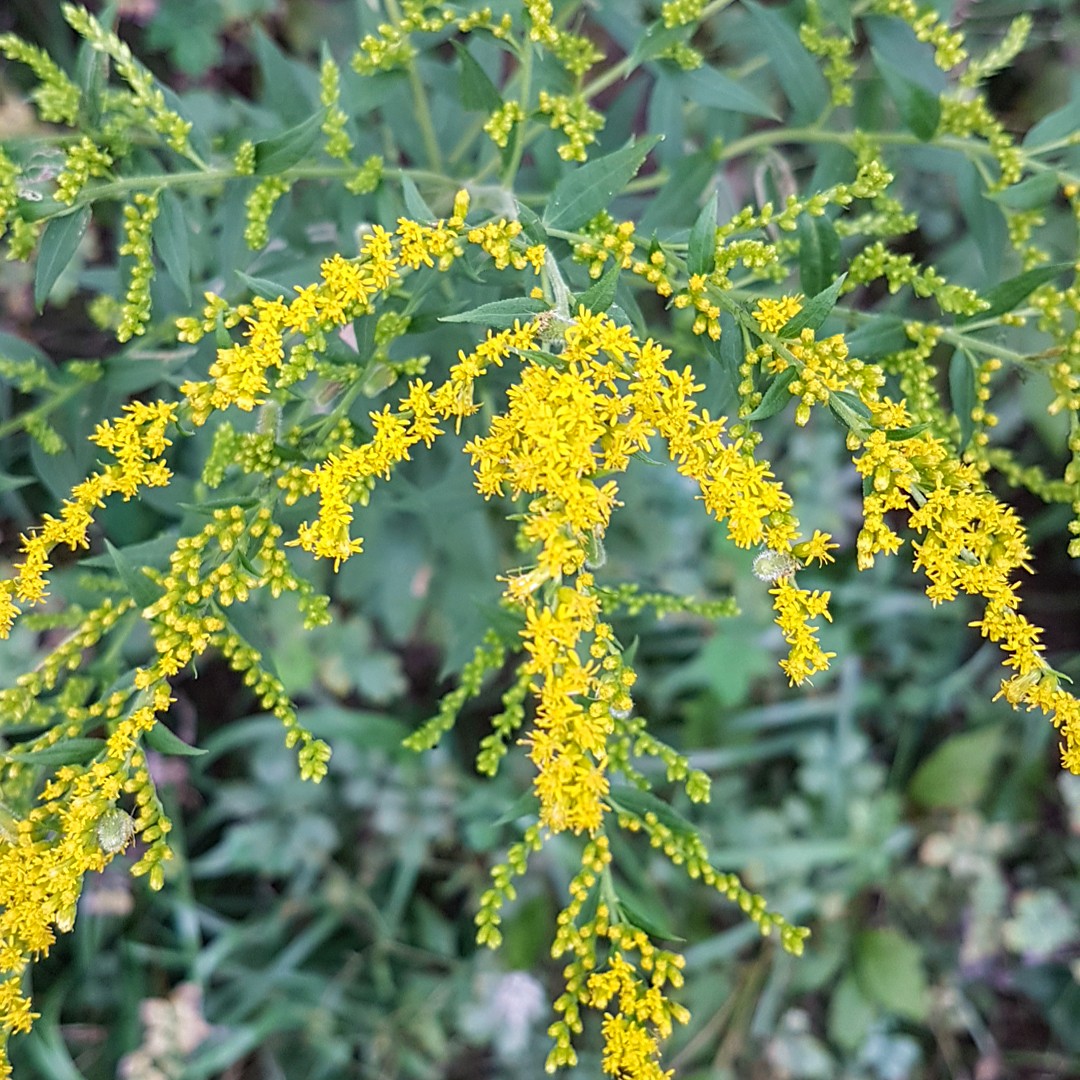 Solidago ulmifolia - PictureThis