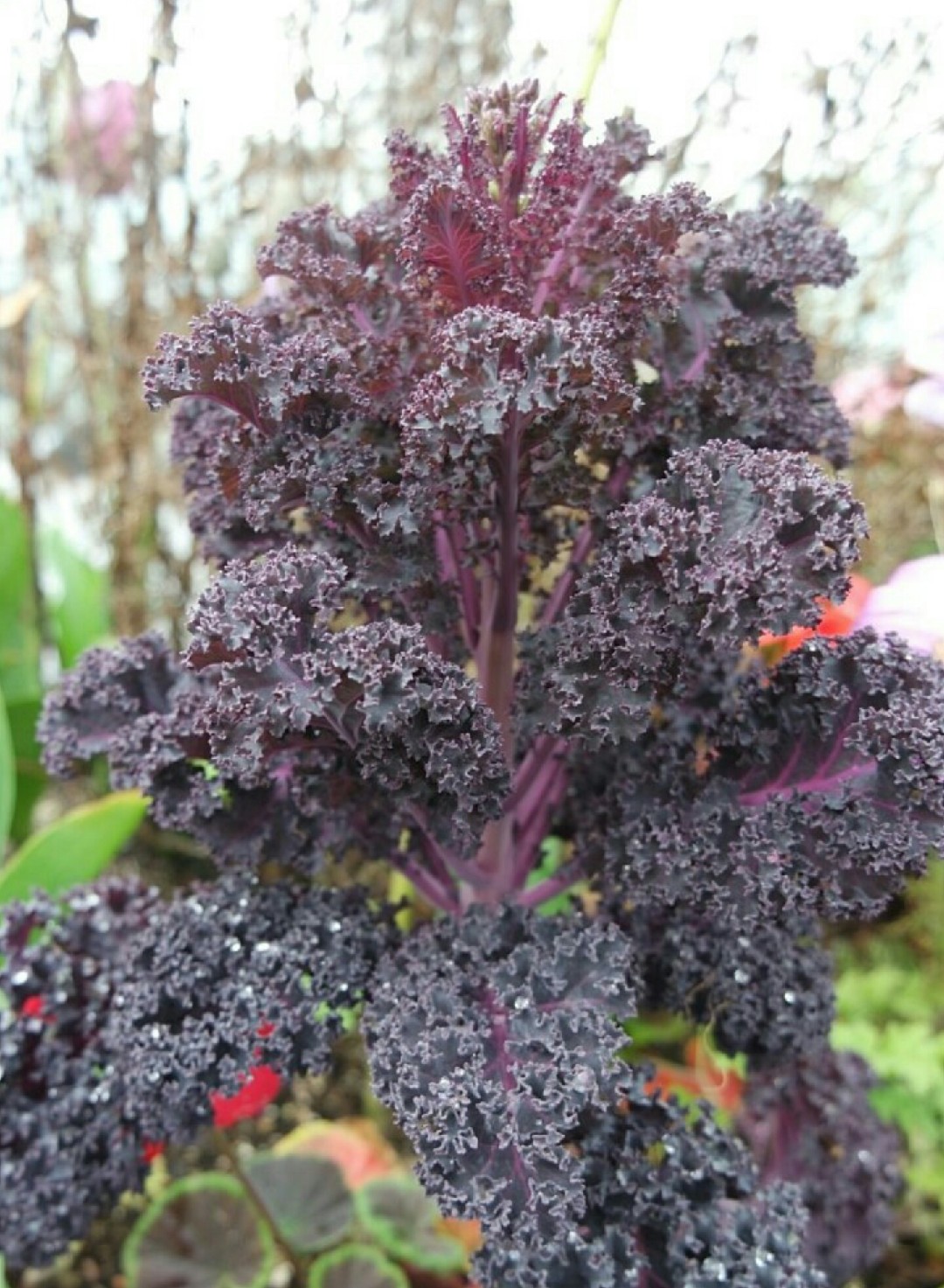 Brassica oleracea var. acephala 'Redbor' Flower, Leaf, Uses - PictureThis
