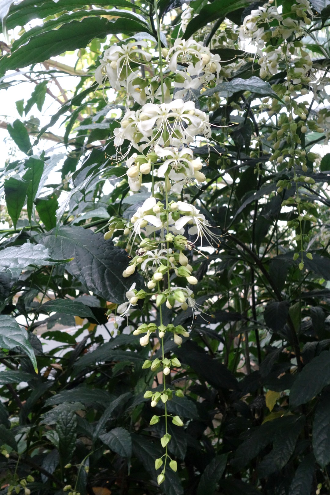 Clerodendrum laevifolium - PictureThis