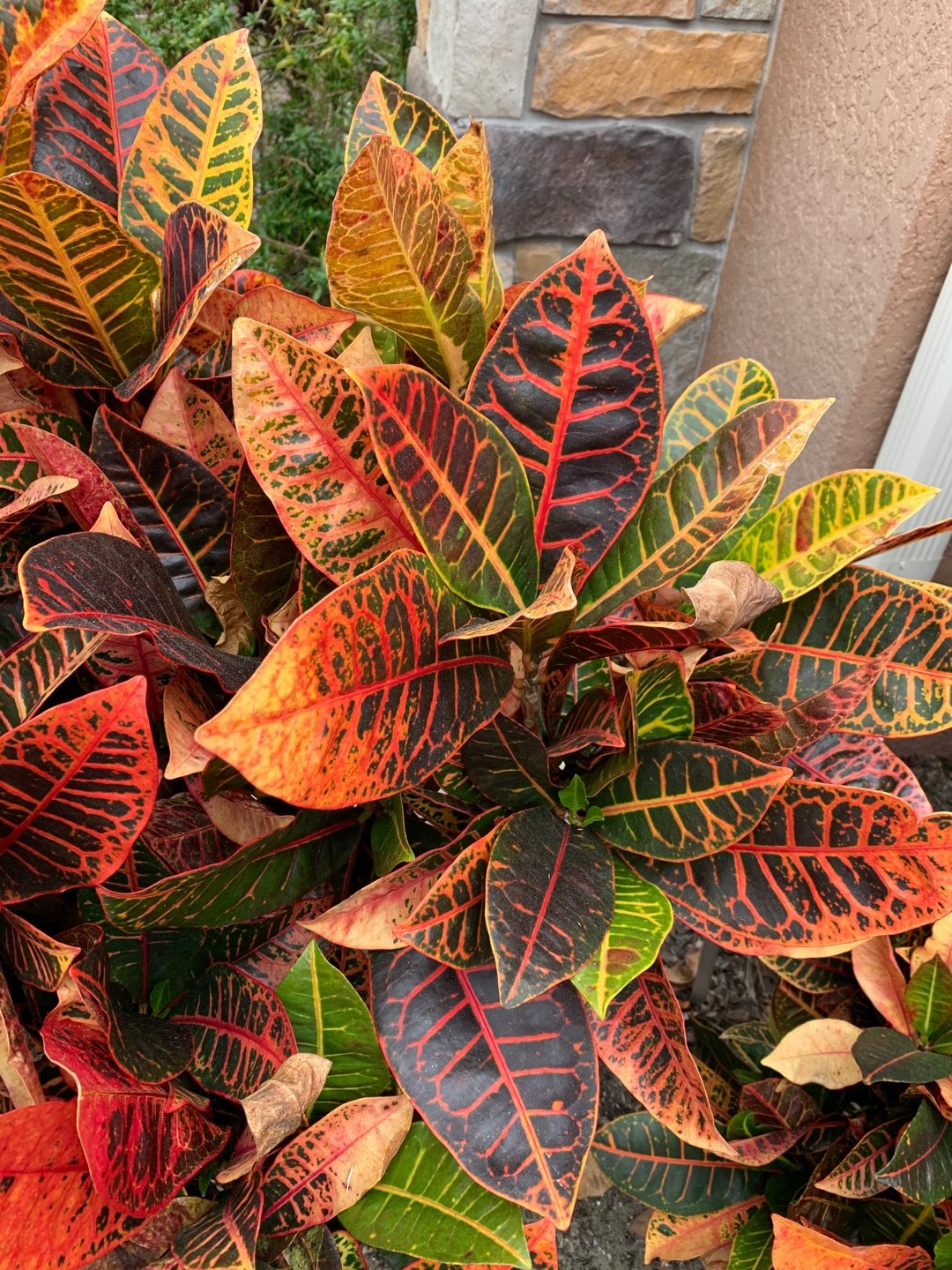 Codiaeum variegatum var. pictum 'Excellent' - PictureThis