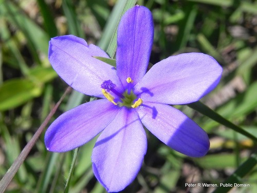 Aristea abyssinica (Aristea abyssinica) - Picturethis