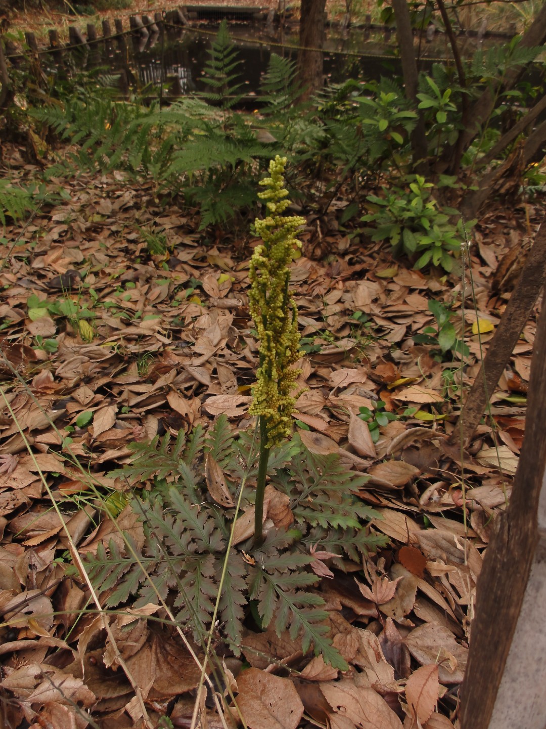Sceptridium japonicum - PictureThis