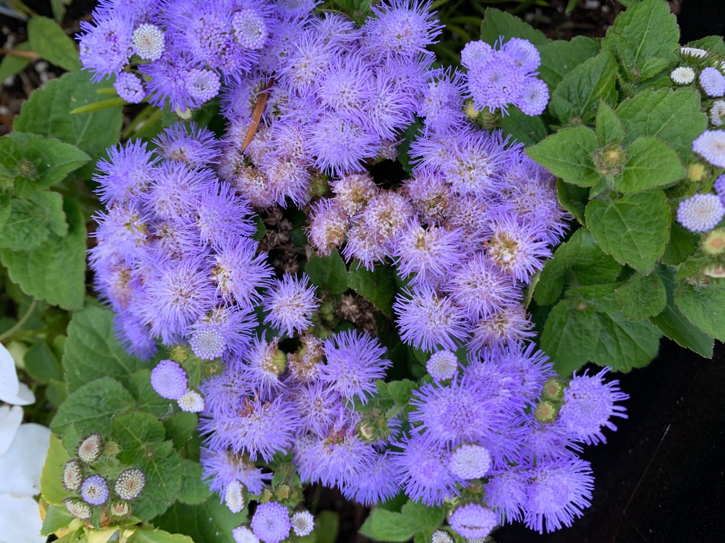 Ageratum houstonianum 'Blue Danube' - PictureThis