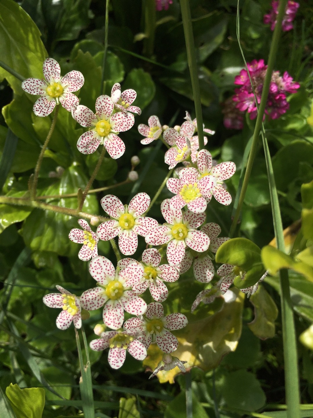 Saxifraga rotundifolia - PictureThis
